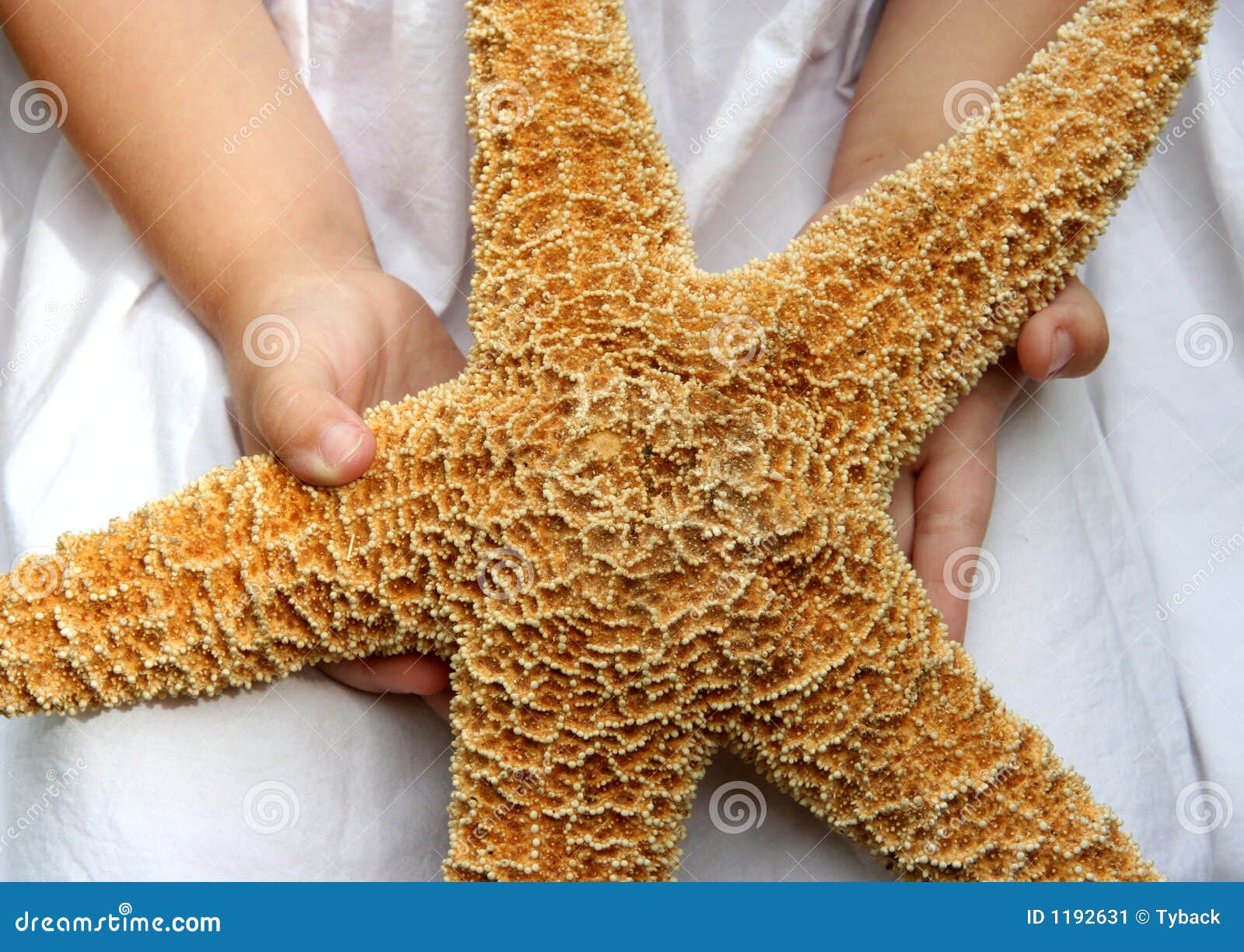 Giant starfish stock image. Image of starfish, star, hold - 1192631