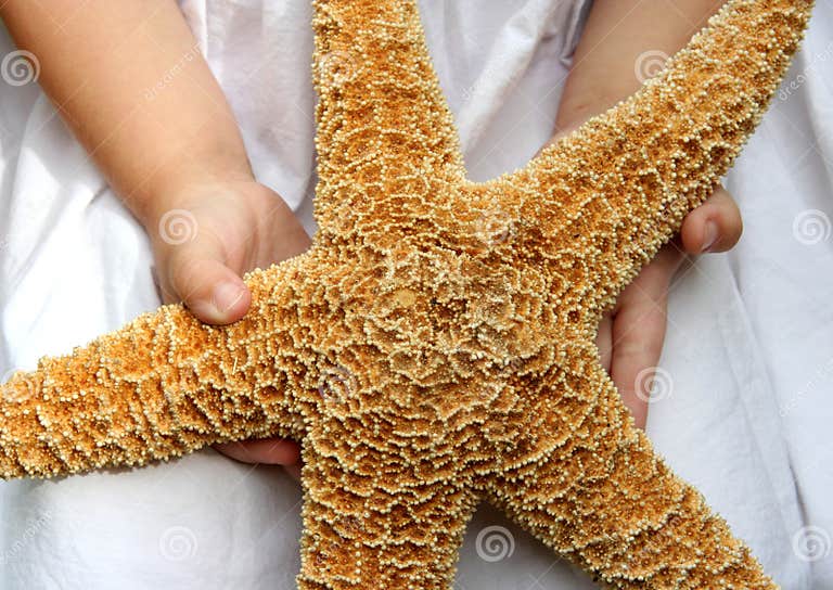 Giant starfish stock image. Image of starfish, star, hold - 1192631