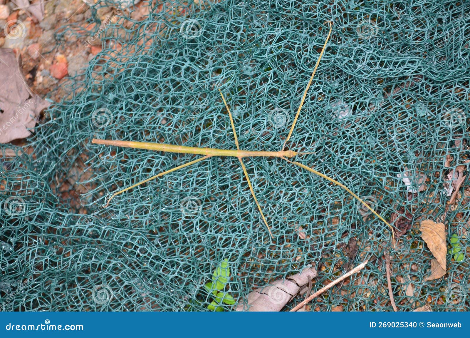 The Giant Stick Bug Walks in the Gardens Stock Photo - Image of front ...