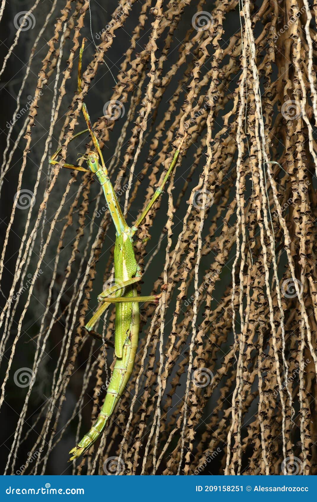 Giant Stick Insect Large Species of Australian Stick Insect Stock Image ...