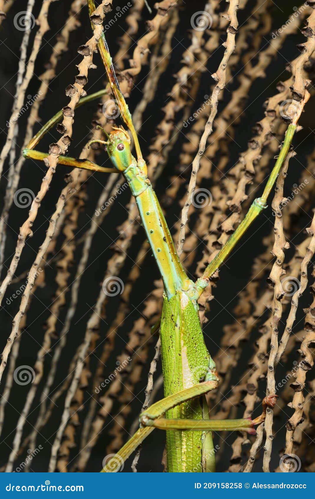 Giant Stick Insect Large Species of Australian Stick Insect Stock Photo ...