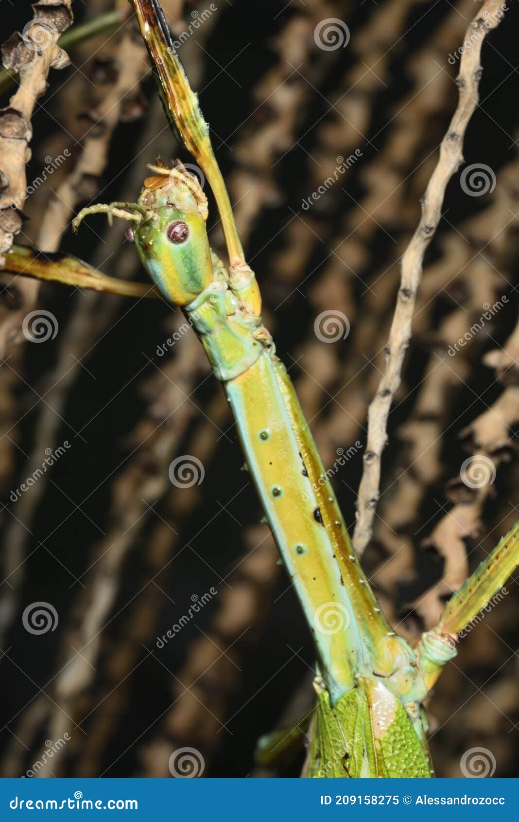 Giant Stick Insect Large Species of Australian Stick Insect Stock Image ...