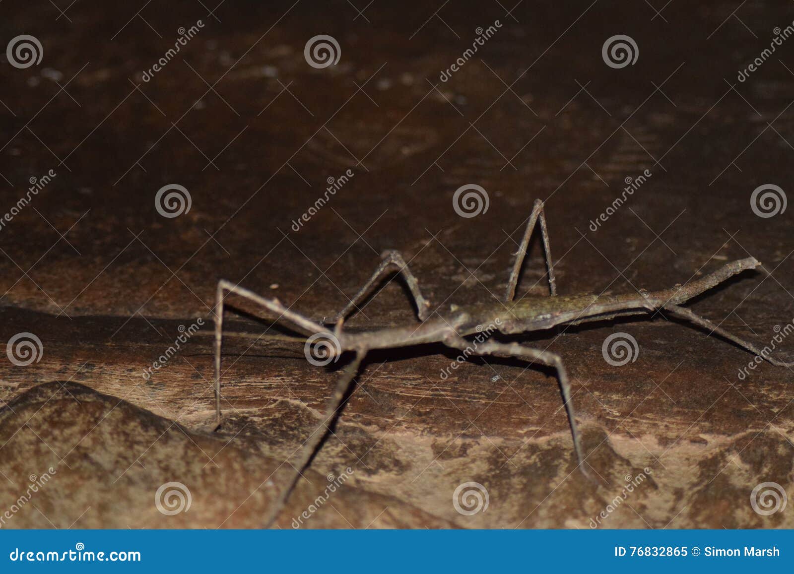 Giant stick Insect stock image. Image of long, camera - 76832865