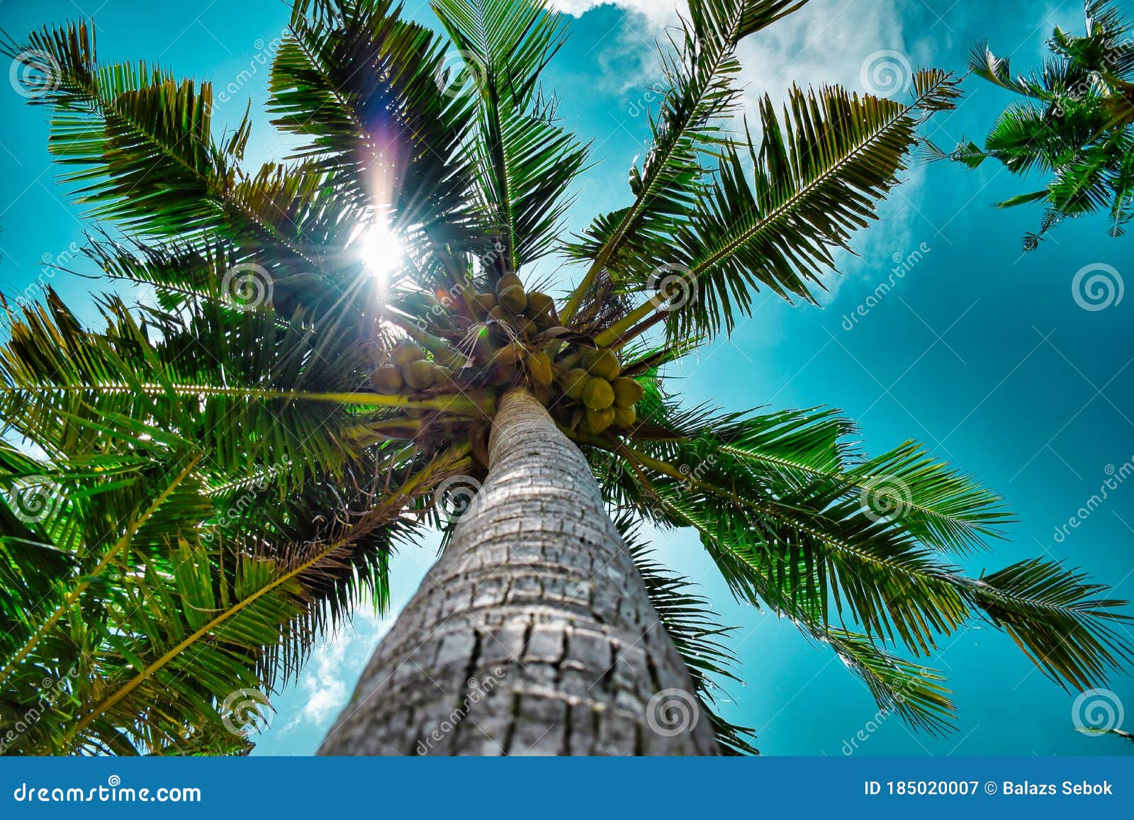 Giant Stunning Coconut Palm Tree with Coconuts on it Under the ...