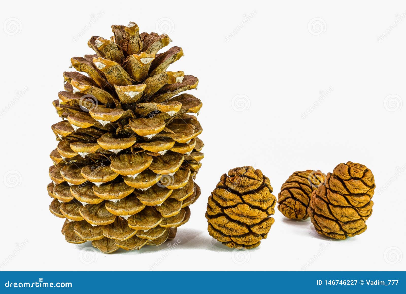 Giant Sugar Pine Cone Left and Giant Sequoia Cones Isolated on the ...