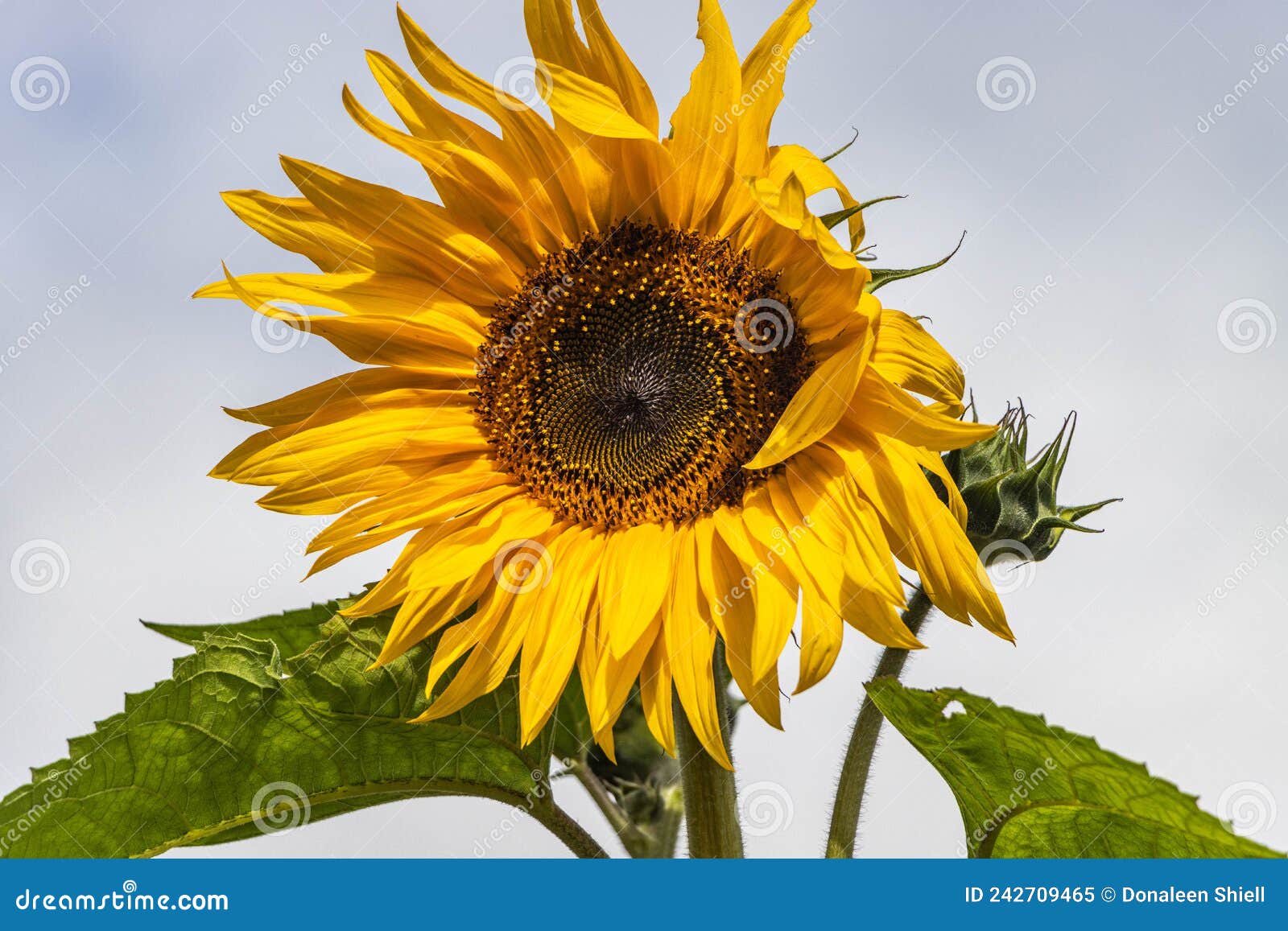 Giant False Leaf Katydid Pseudophyllus Titan, Pseudophyllinae ...