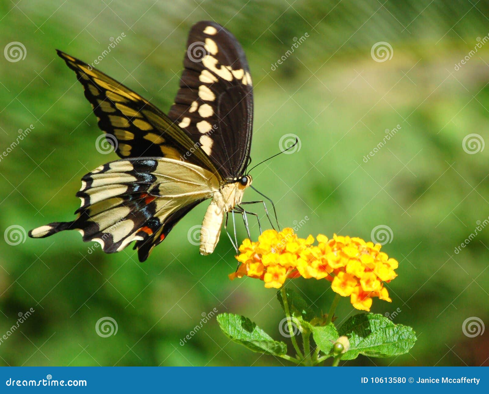Giant Swallowtail Butterfly Stock Photo - Image of swallowtails, groves ...