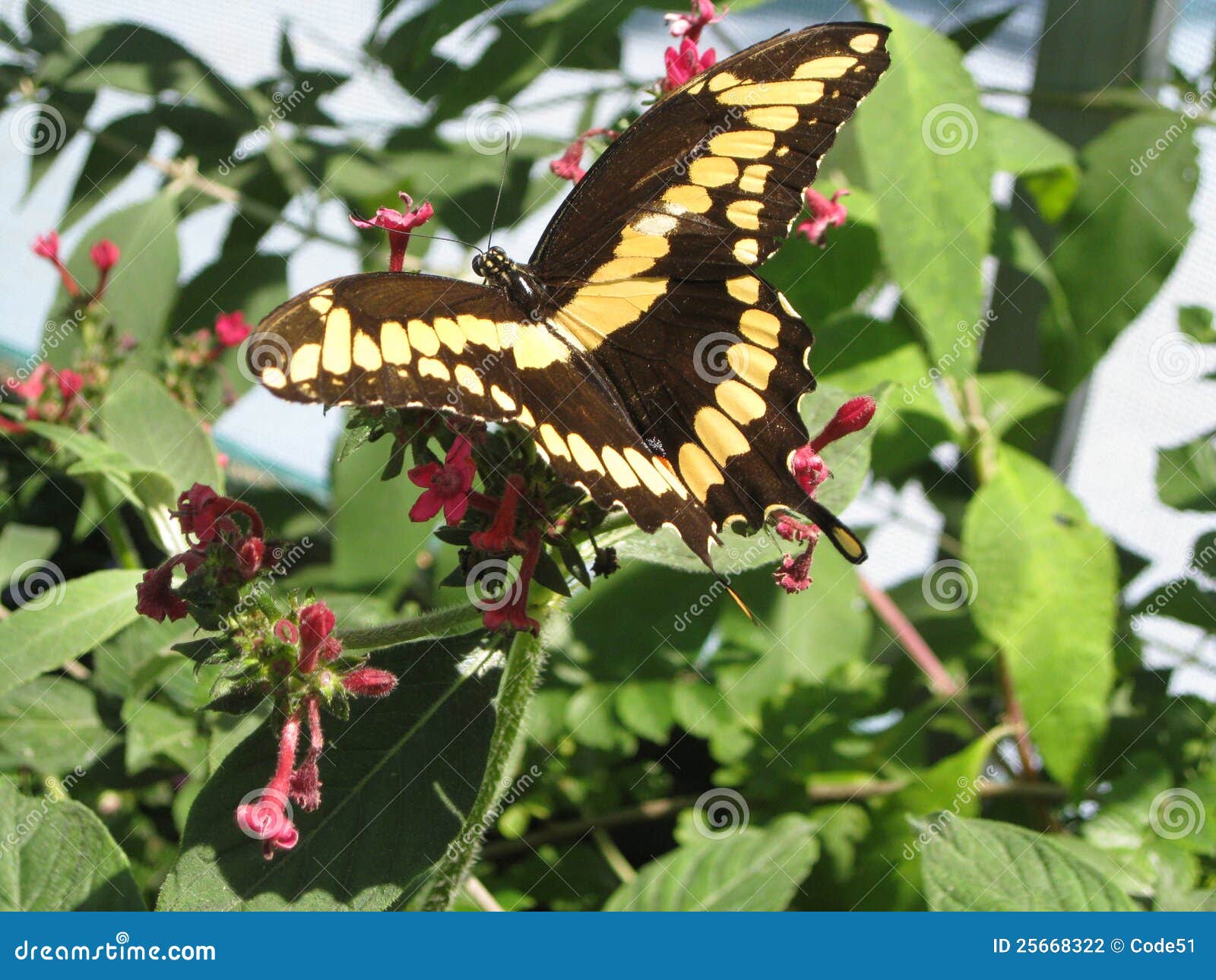 Giant Swallowtail Butterfly Stock Photo - Image of floral, wings: 25668322