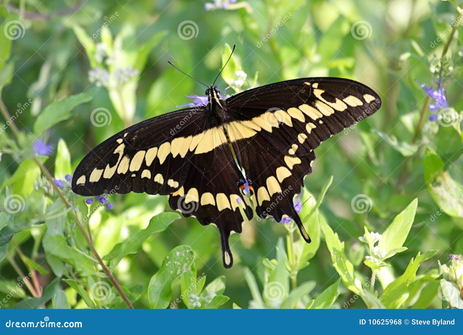 Giant Swallowtail Butterfly (Papilio Cresphontes) Stock Photo - Image ...