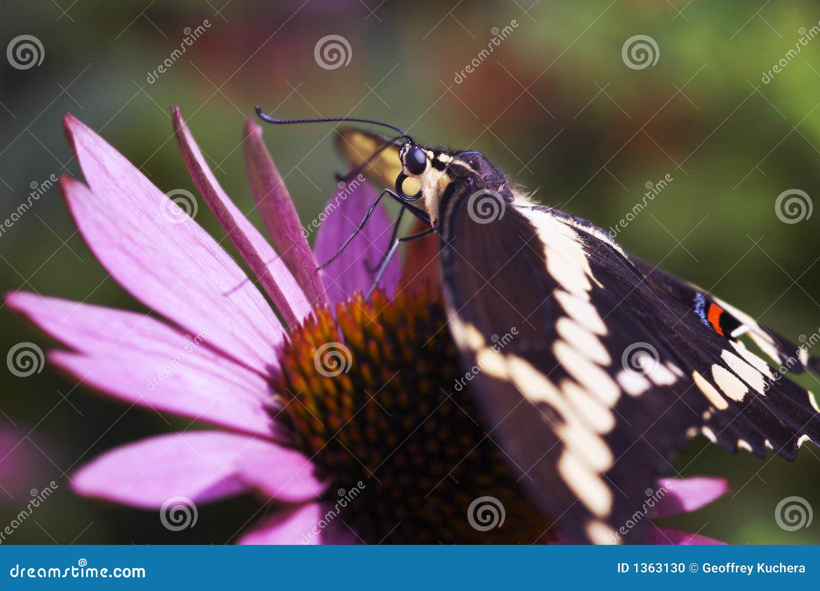 Giant Swallowtail Butterfly on Pink Coneflower Stock Photo - Image of ...