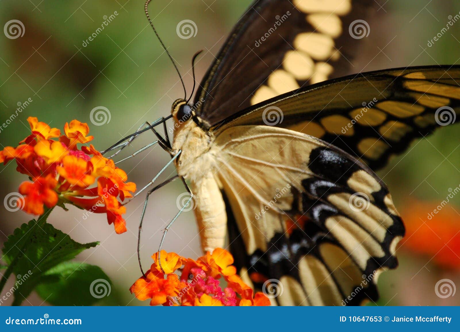 Giant Swallowtail Stock Photo | CartoonDealer.com #215754