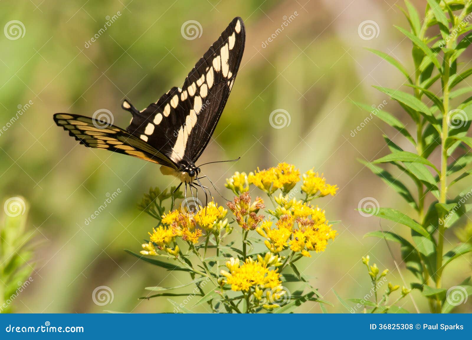 Giant Swallowtail stock photo. Image of insect, giant - 36825308