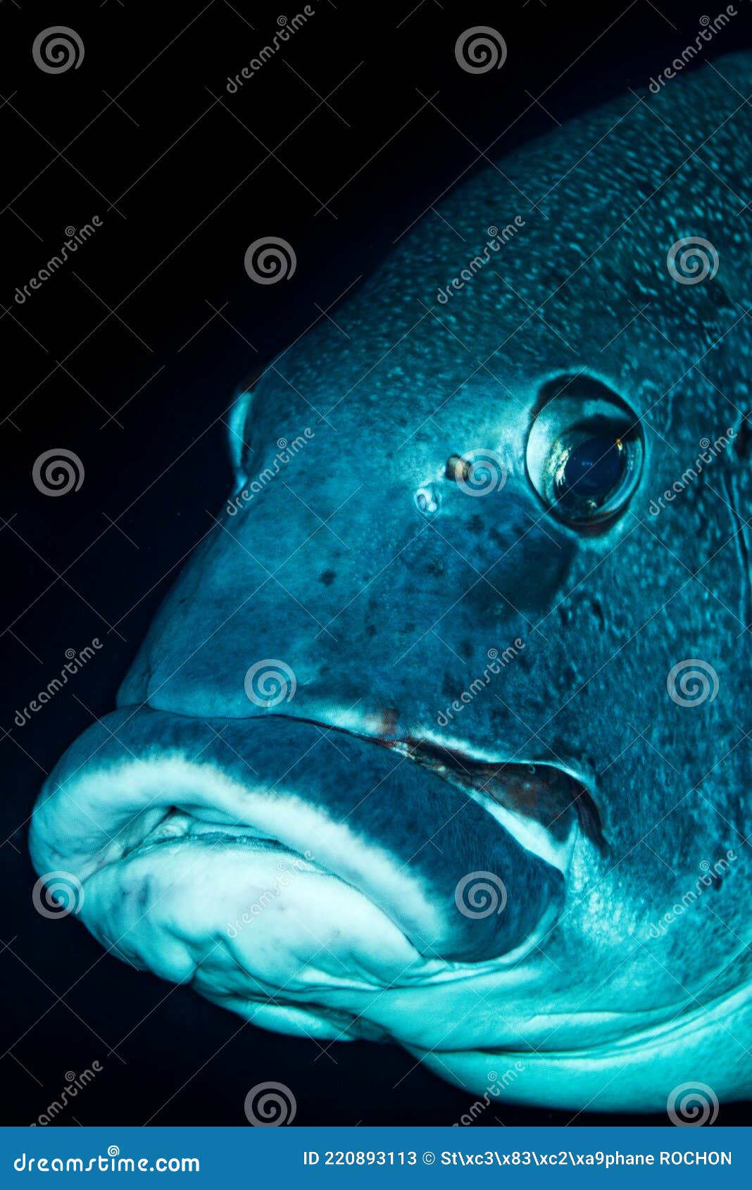 Giant sweetlips fish stock image. Image of reef, ocean - 220893113