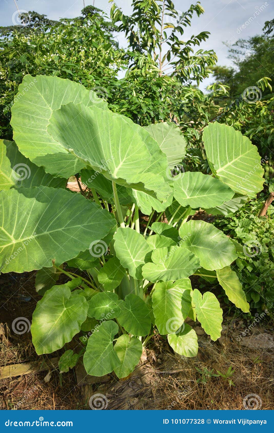 Giant Taro Leaves stock photo. Image of outdoor, araceae - 101077328