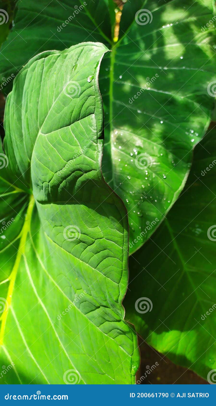 Giant taro tree plants stock photo. Image of plants - 200661790