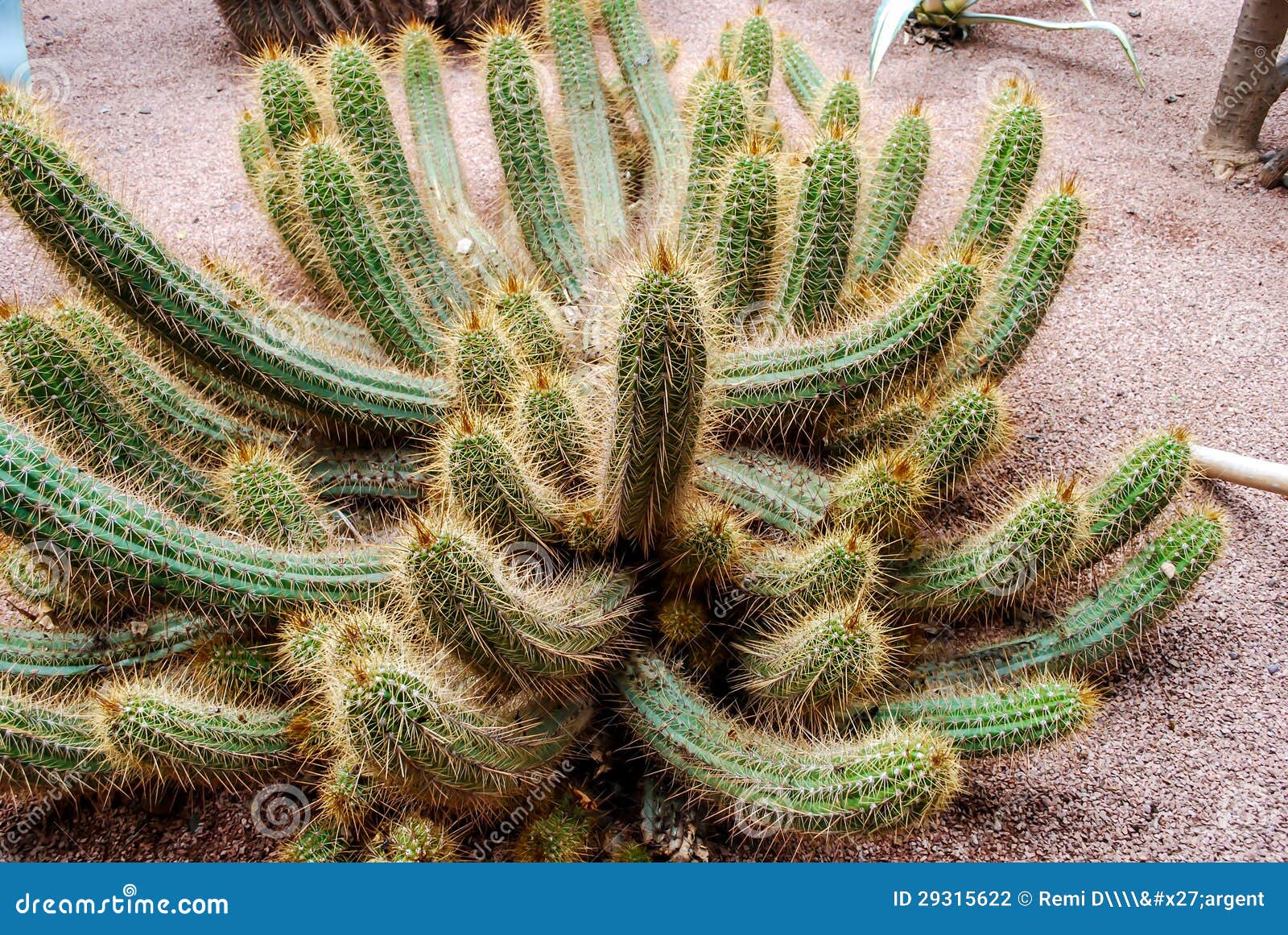 Giant Tarrantula Cactus stock photo. Image of arid, thorn - 29315622