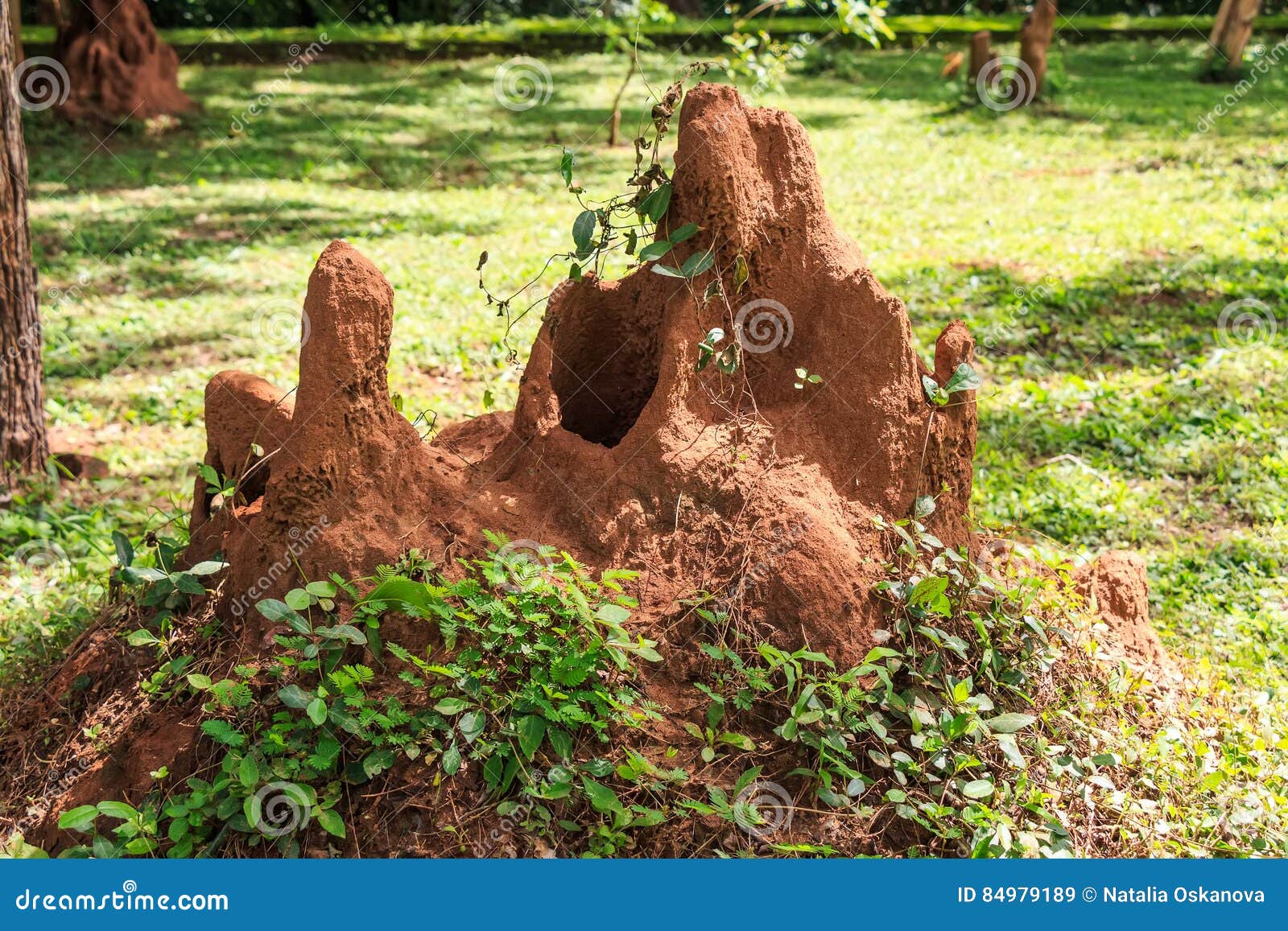 Giant termite mound stock image. Image of insects, bush - 84979189