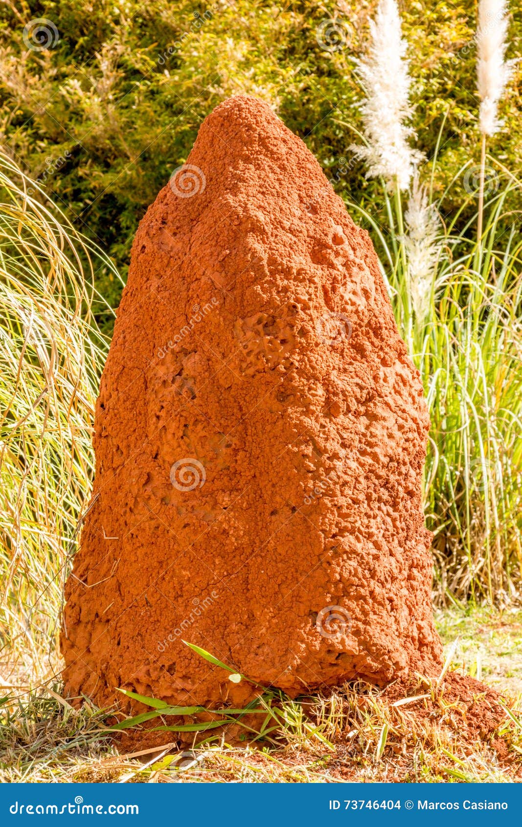 Giant Termite Mound stock photo. Image of mound, phenomenon - 73746404