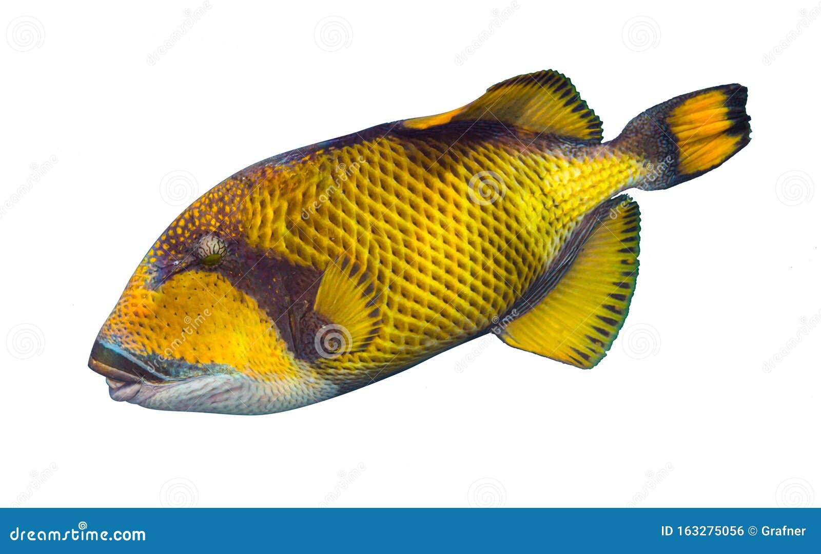 Giant Titan Triggerfish, Biggest Coral Reef Trigger Fish Isolated White ...