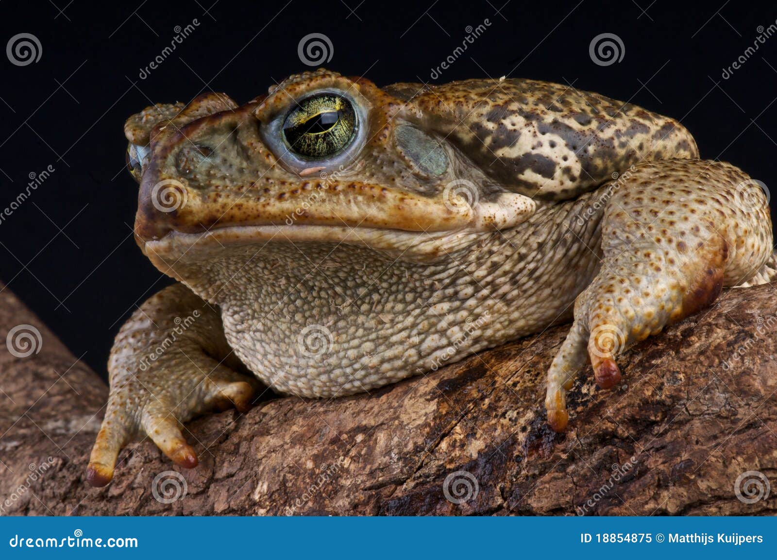 Giant Toad Stock Photo | CartoonDealer.com #178274526