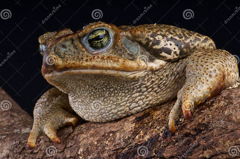 Giant toad stock image. Image of guinea, giant, australia - 18854875