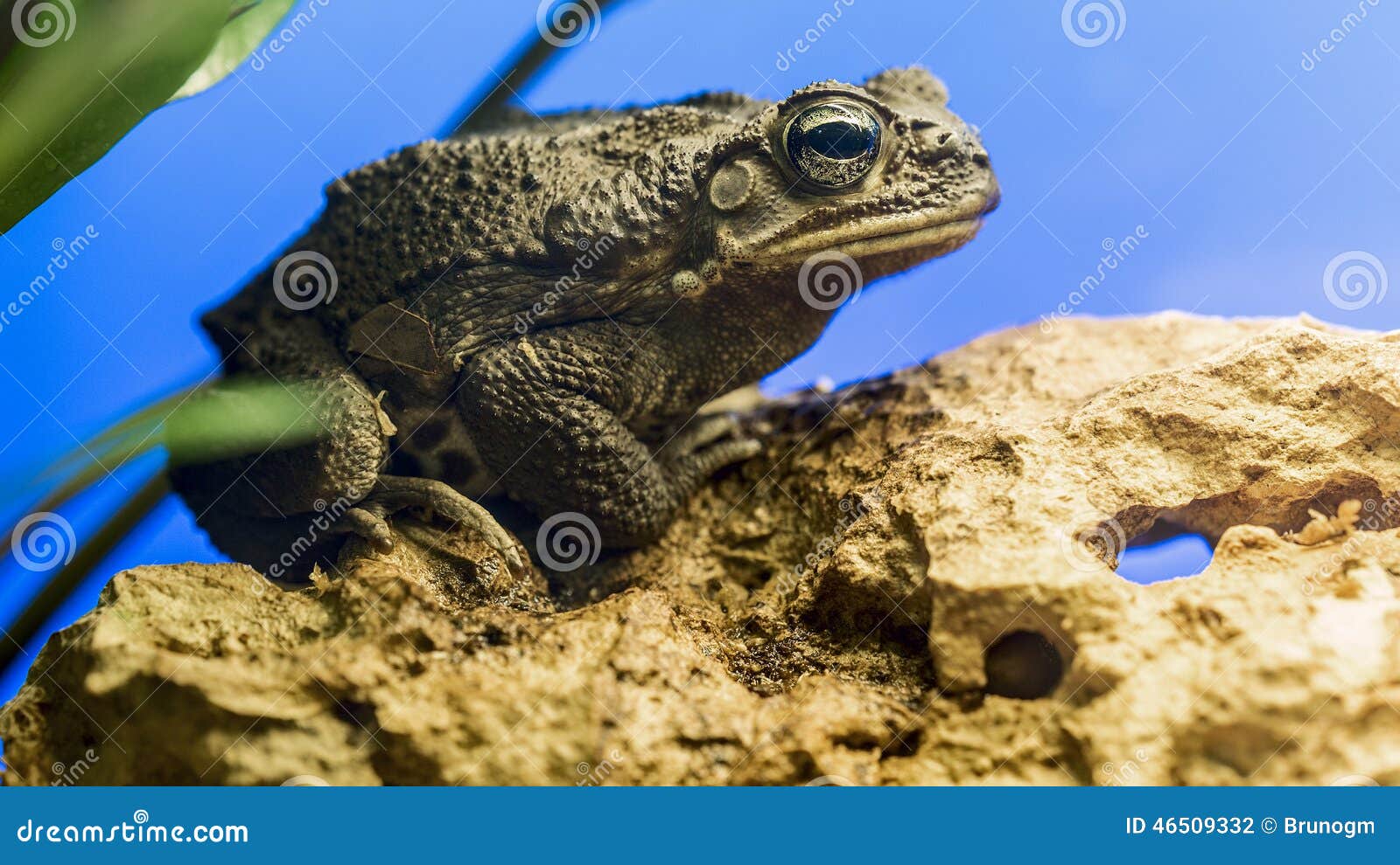 Giant Toad Stock Photo | CartoonDealer.com #178274526
