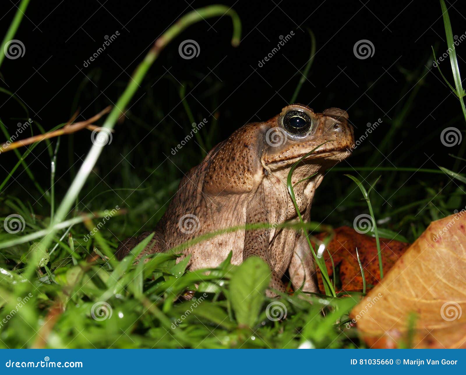 Giant Toad stock photo. Image of eats, amphibian, dark - 81035660