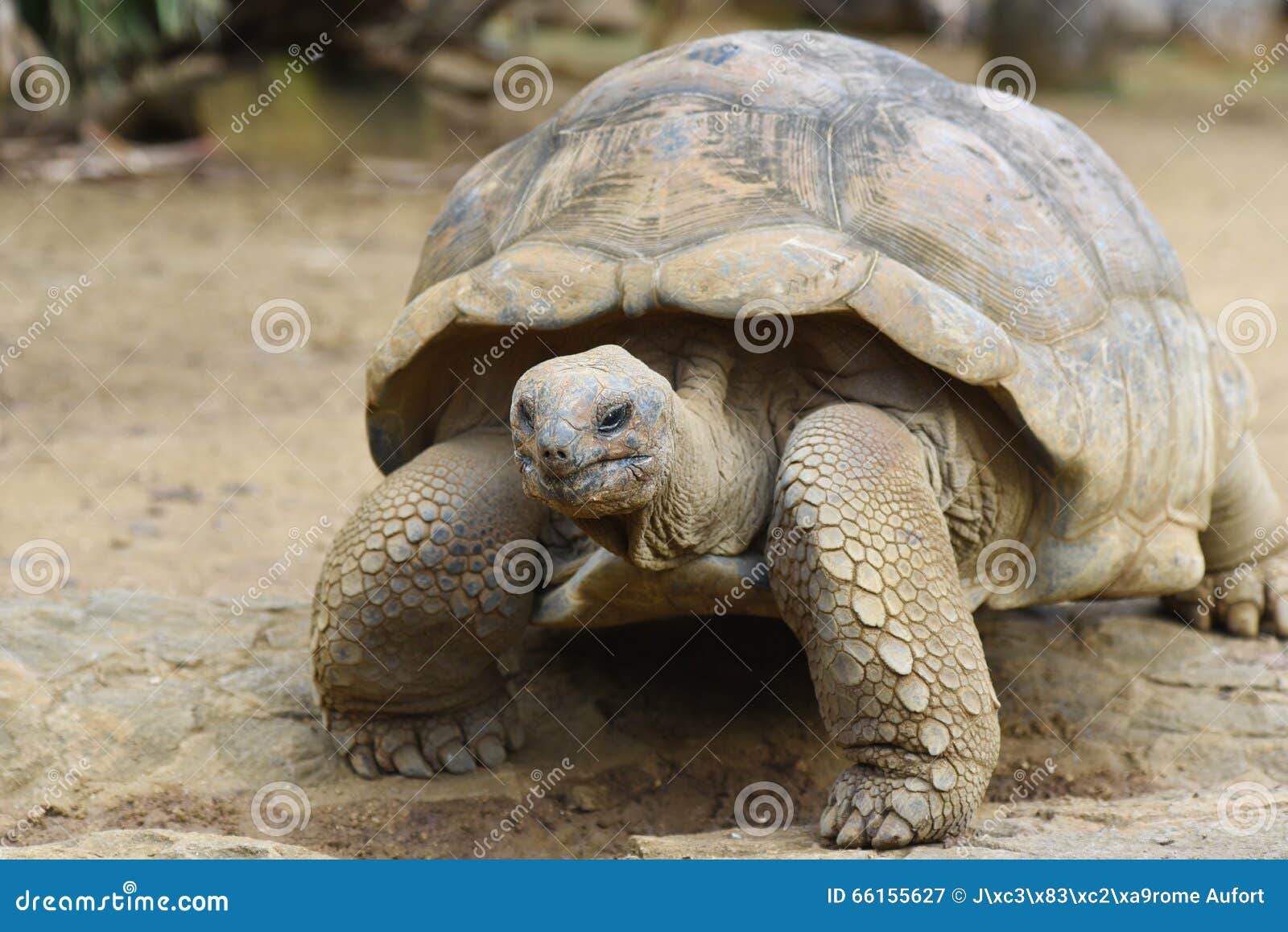Giant tortise stock image. Image of park, tortise, reptile - 66155627