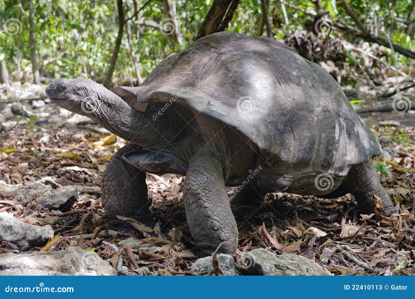 Giant tortoise stock image. Image of tropical, turtle - 22410113