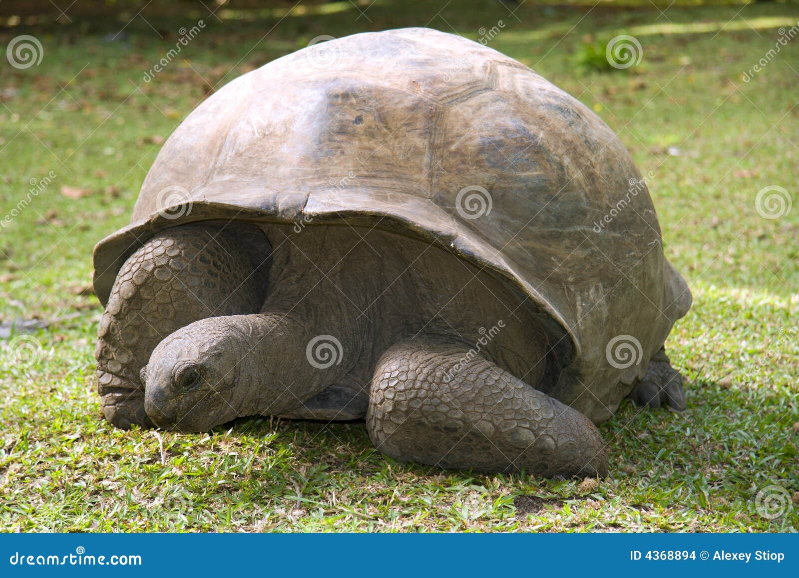 Giant tortoise stock photo. Image of wrinkles, nature - 4368894