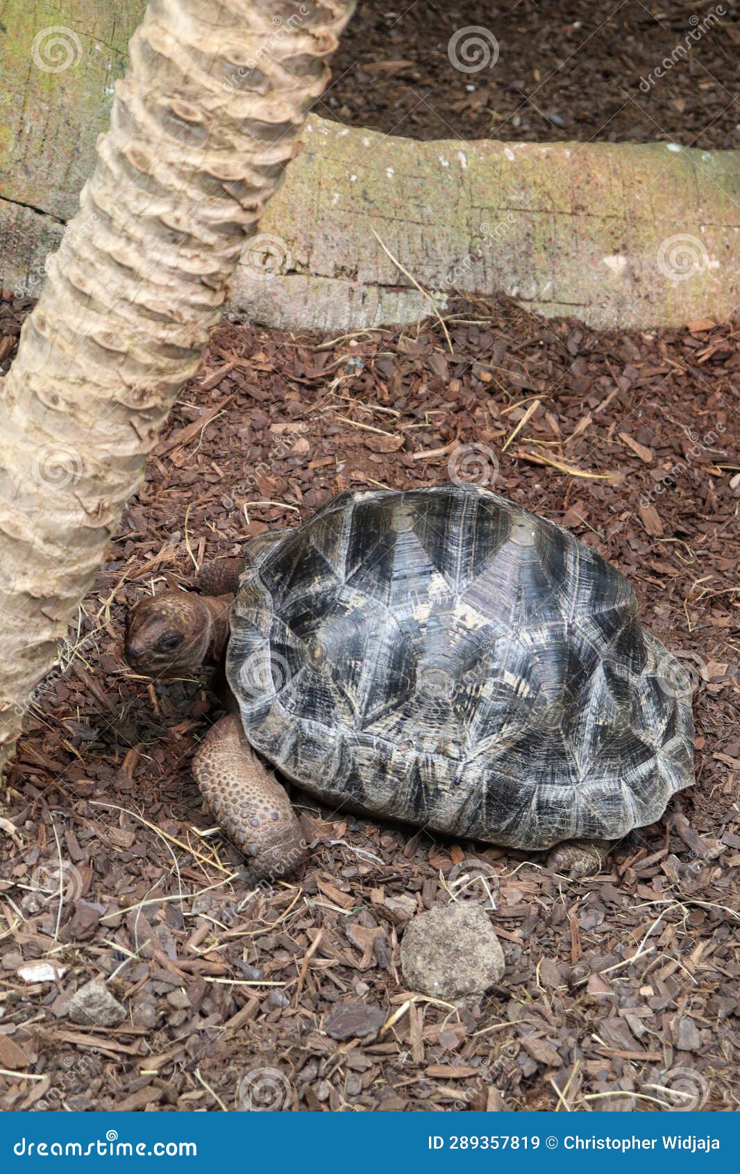 Giant Tortoise with Black Patterned Shell in the Ground Relaxing Stock ...