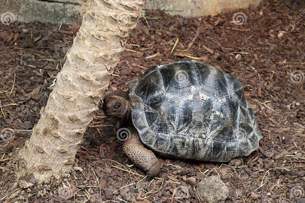 Giant Tortoise with Black Patterned Shell in the Ground Relaxing Stock ...