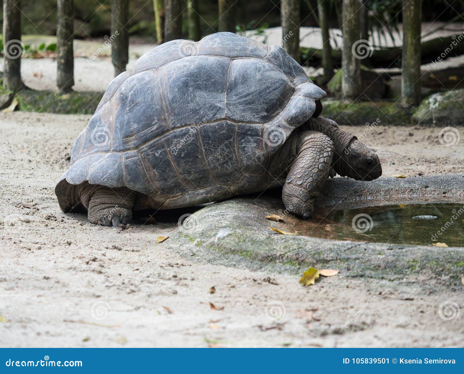 Giant Tortoise Drinking Water Stock Image - Image of endangered, life ...