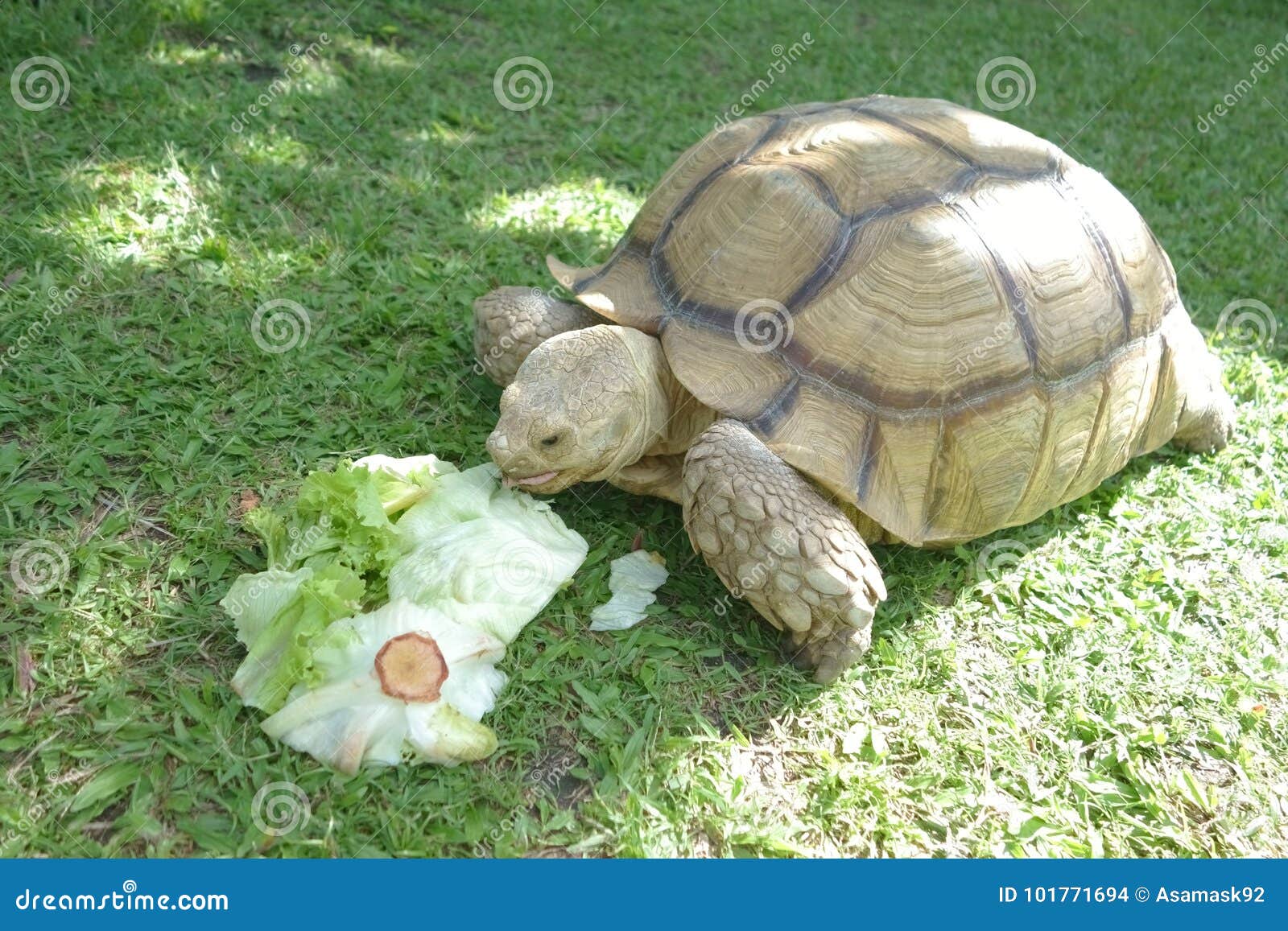 Giant Tortoise Eating Green Vegetable Background Stock Photo - Image of ...