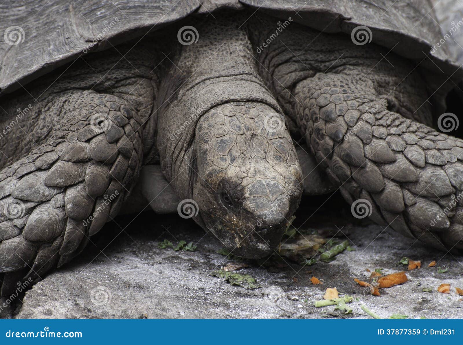 Giant Tortoise Eating Vegetables Stock Image - Image of crack, carapace ...