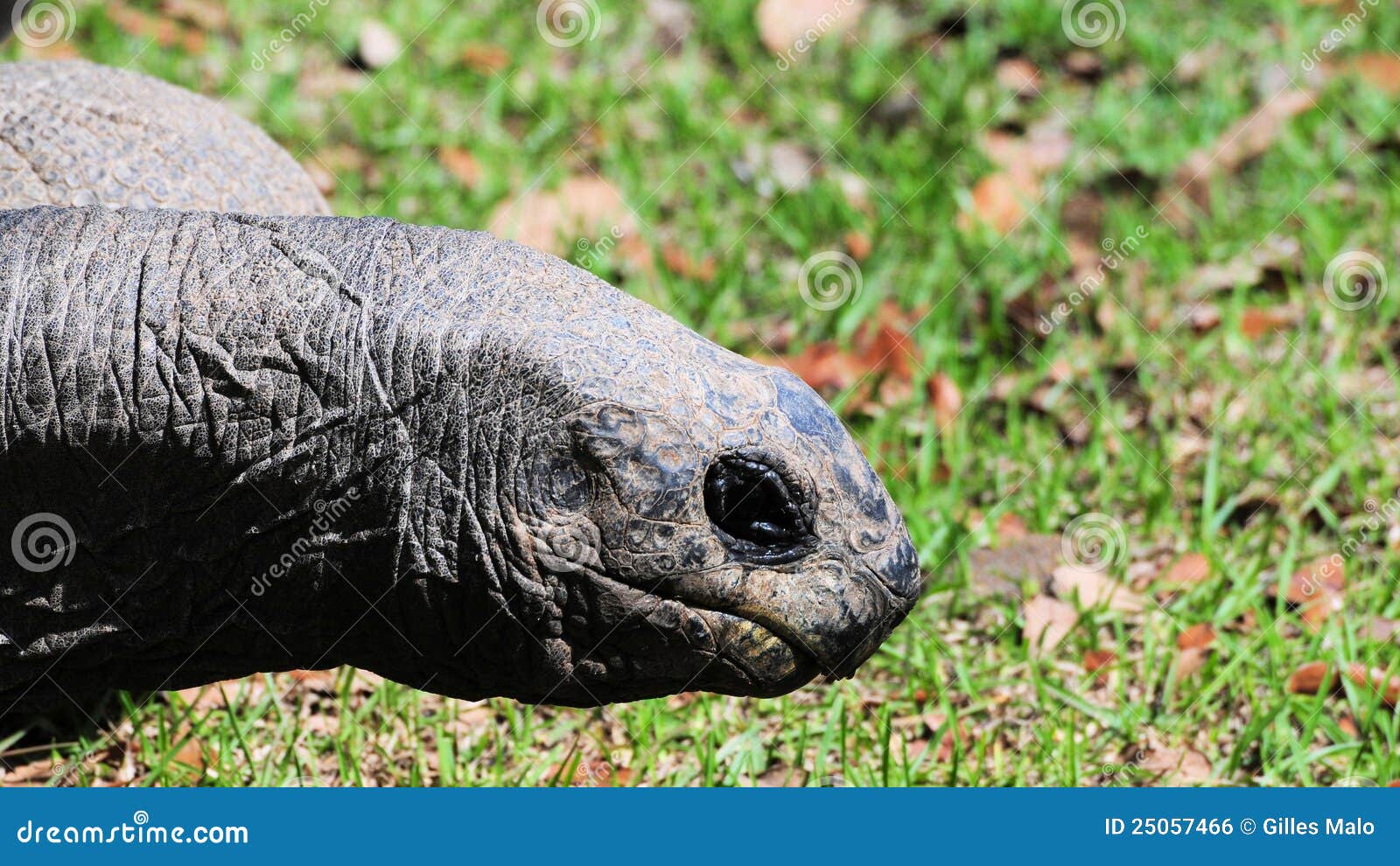 Giant tortoise face stock photo. Image of coastal, grass - 25057466