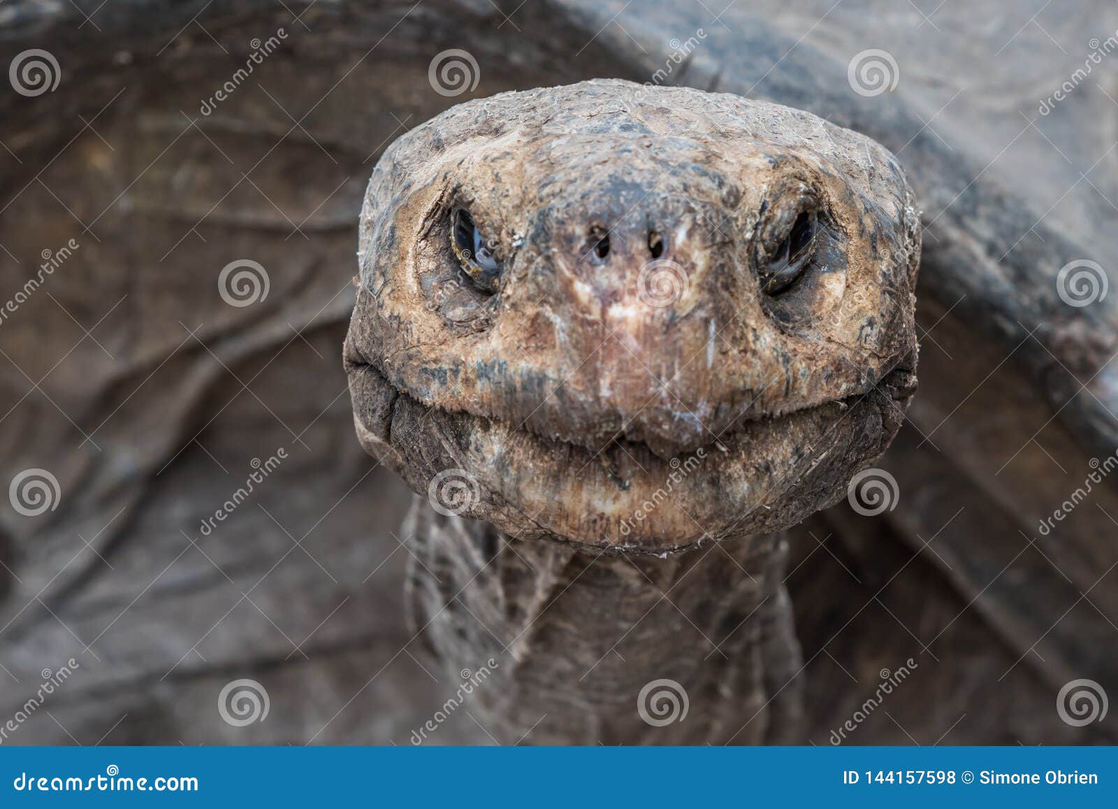Giant Tortoise with Grumpy Face Stock Photo - Image of ecuador, giant: 144157598