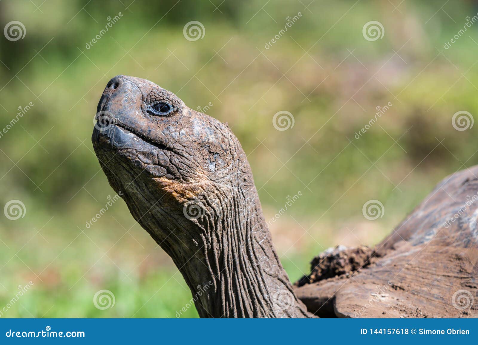 Giant Tortoise with Long Neck Stock Photo - Image of galapagos, long ...