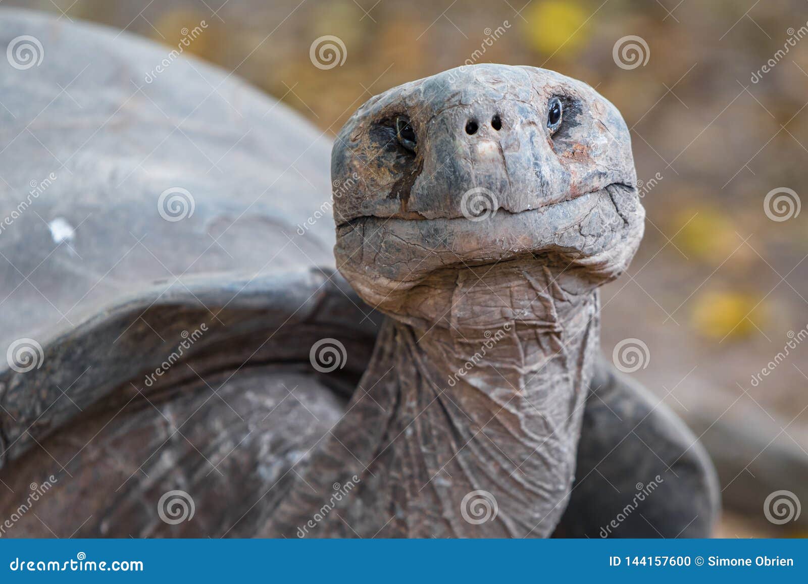 Giant Tortoise with a Smiling Face Stock Photo - Image of wild ...