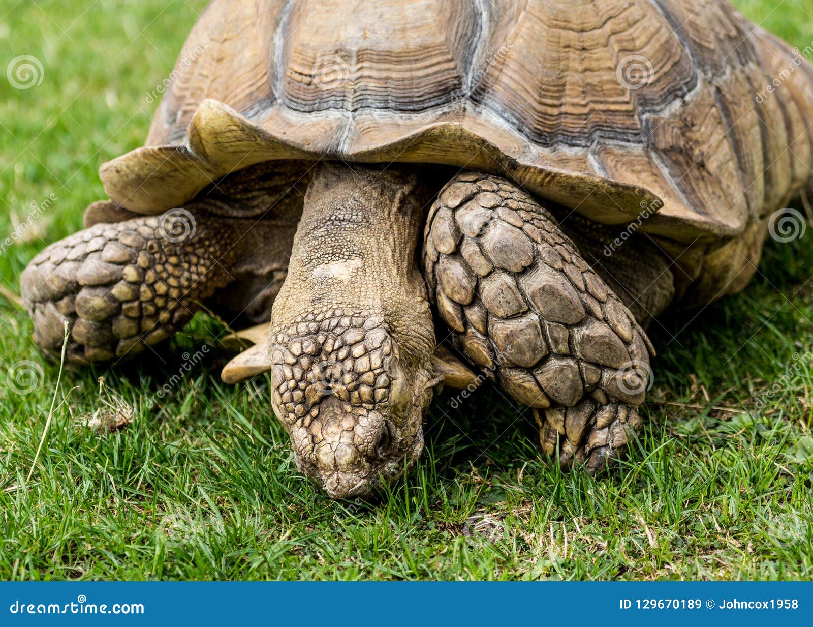 Giant Tortoise Feeding on Grass. Stock Image - Image of feeding, grass ...