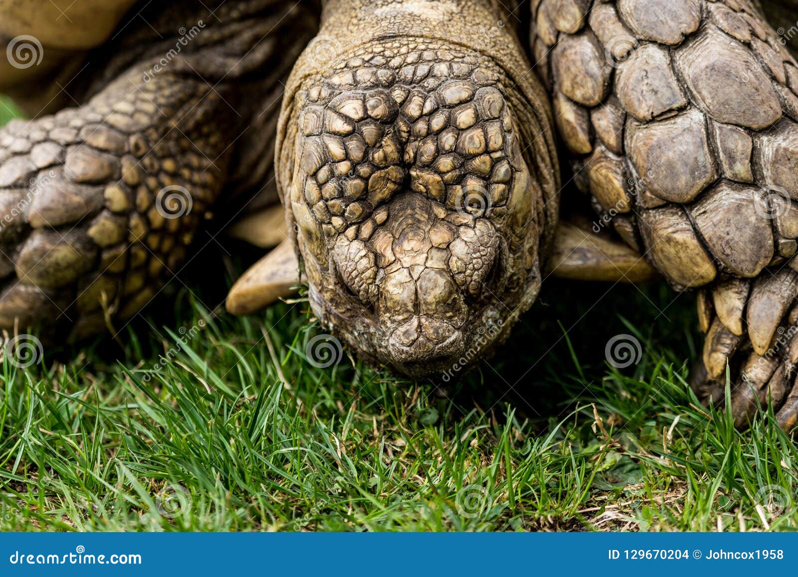 Giant Tortoise Feeding on Grass. Stock Photo - Image of scales, shell ...