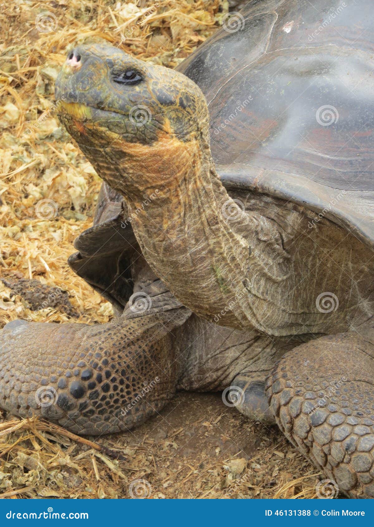 Giant Tortoise stock photo. Image of ecuador, galapagos - 46131388