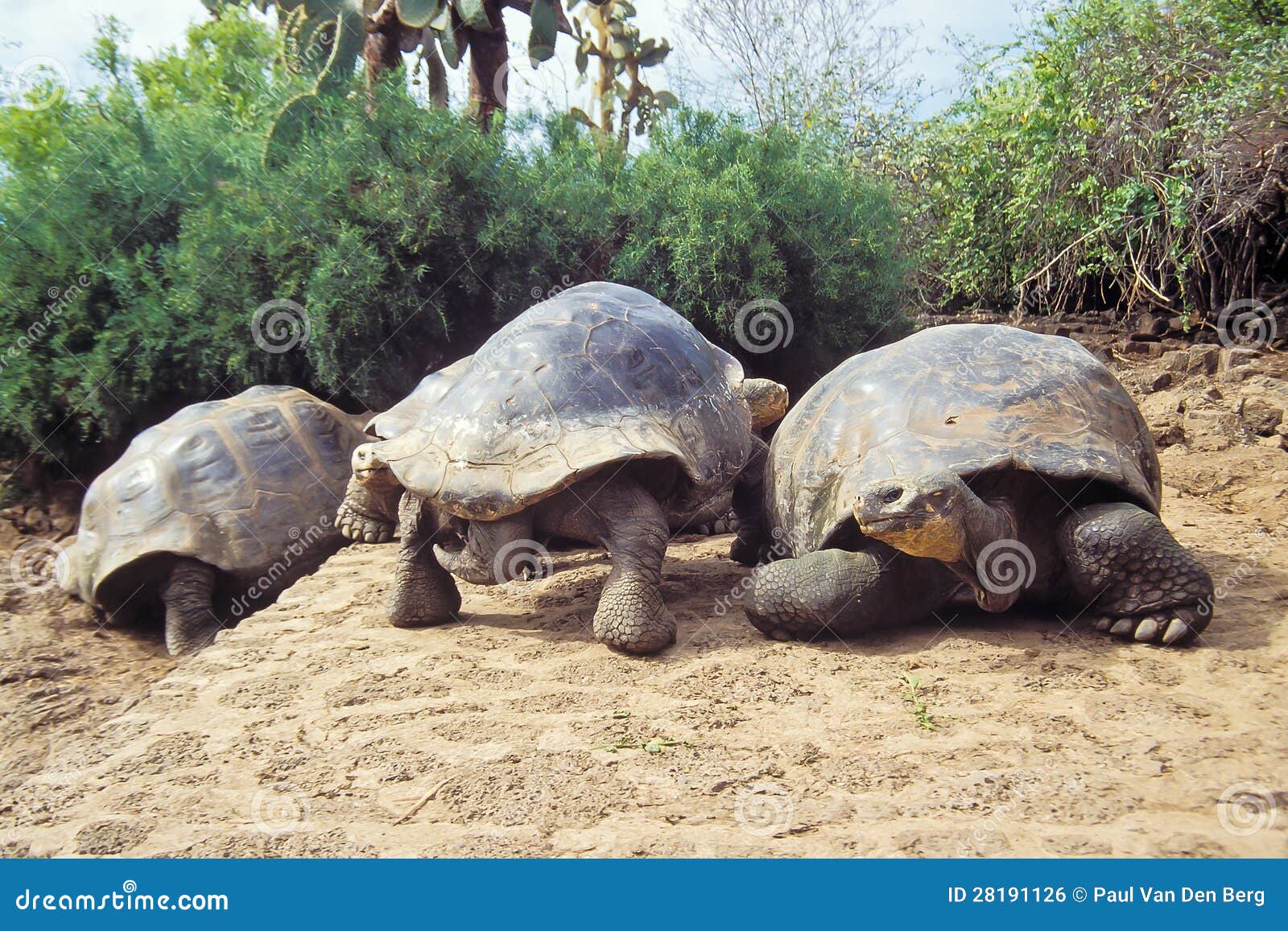 Giant Tortoise, Galapagos Islands, Ecuador Stock Photo - Image of ...