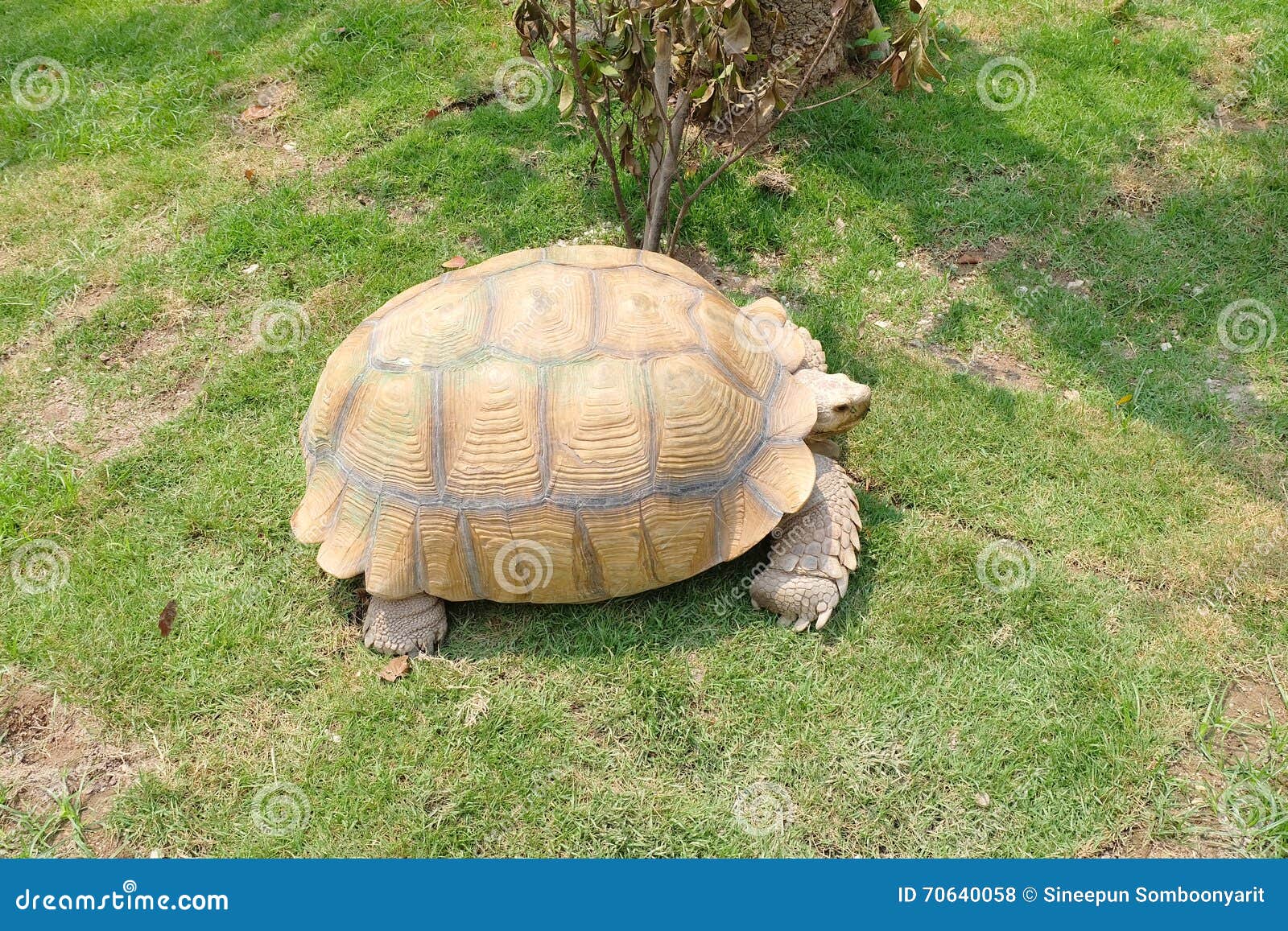Giant tortoise stock photo. Image of yard, grass, lawn - 70640058