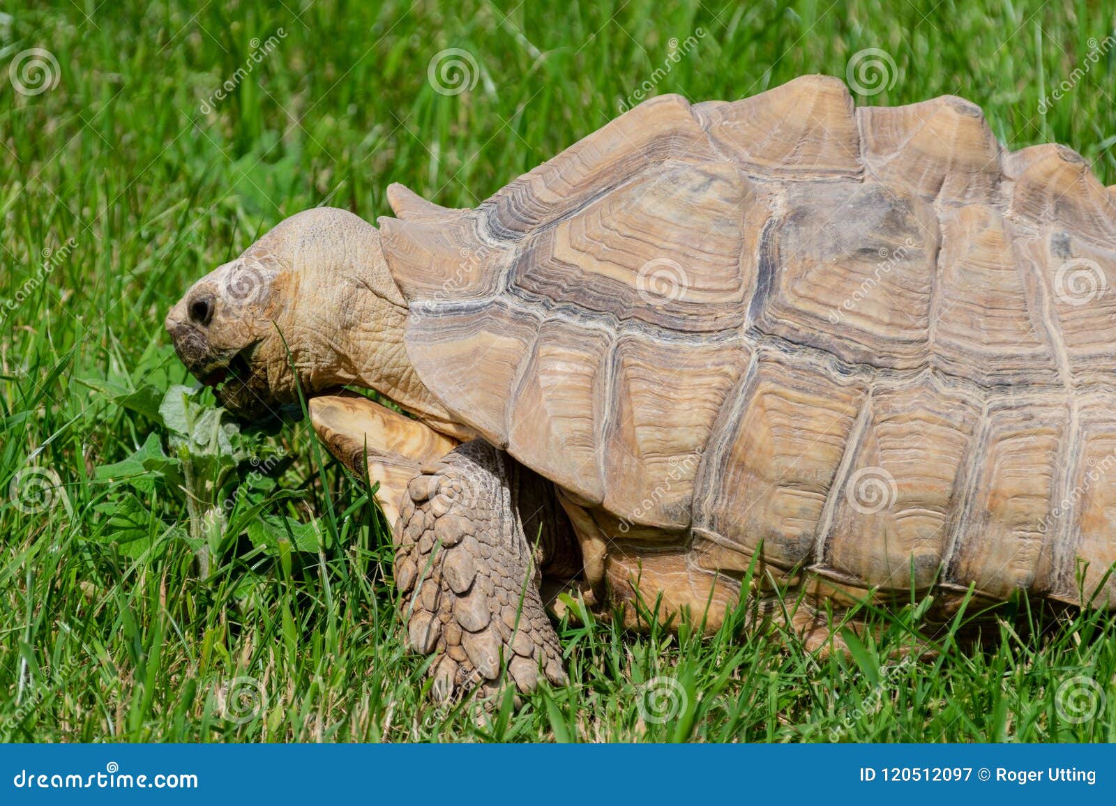 Giant Tortoise eating stock image. Image of creature - 120512097