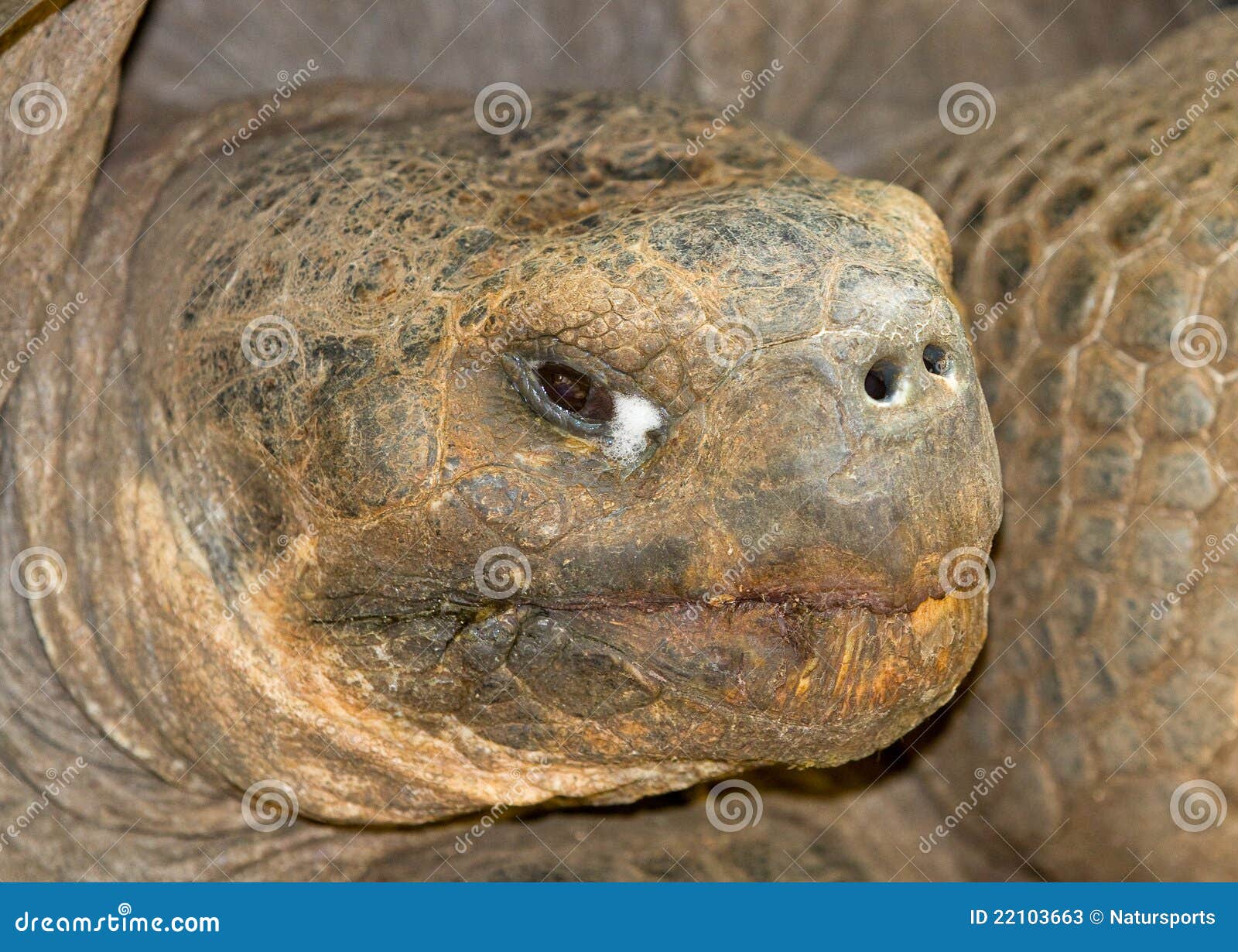 Giant tortoise head stock image. Image of skull, mouth - 22103663
