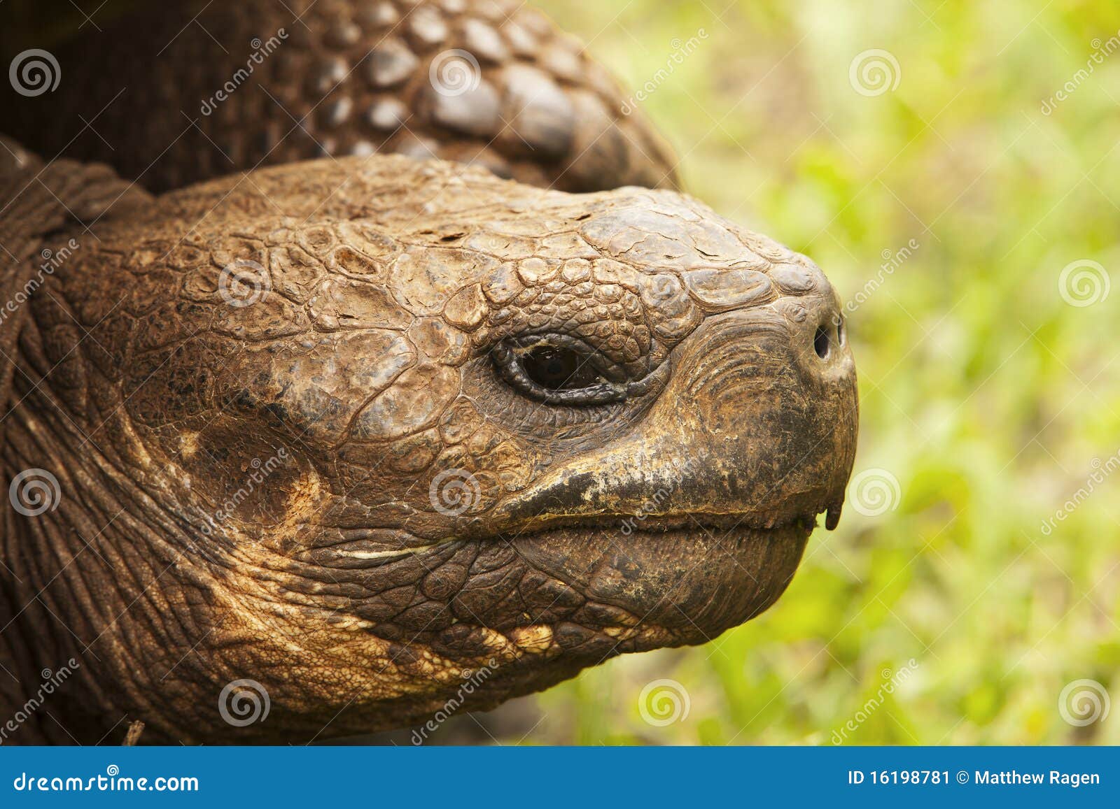 Giant Tortoise Head Shot stock image. Image of large - 16198781