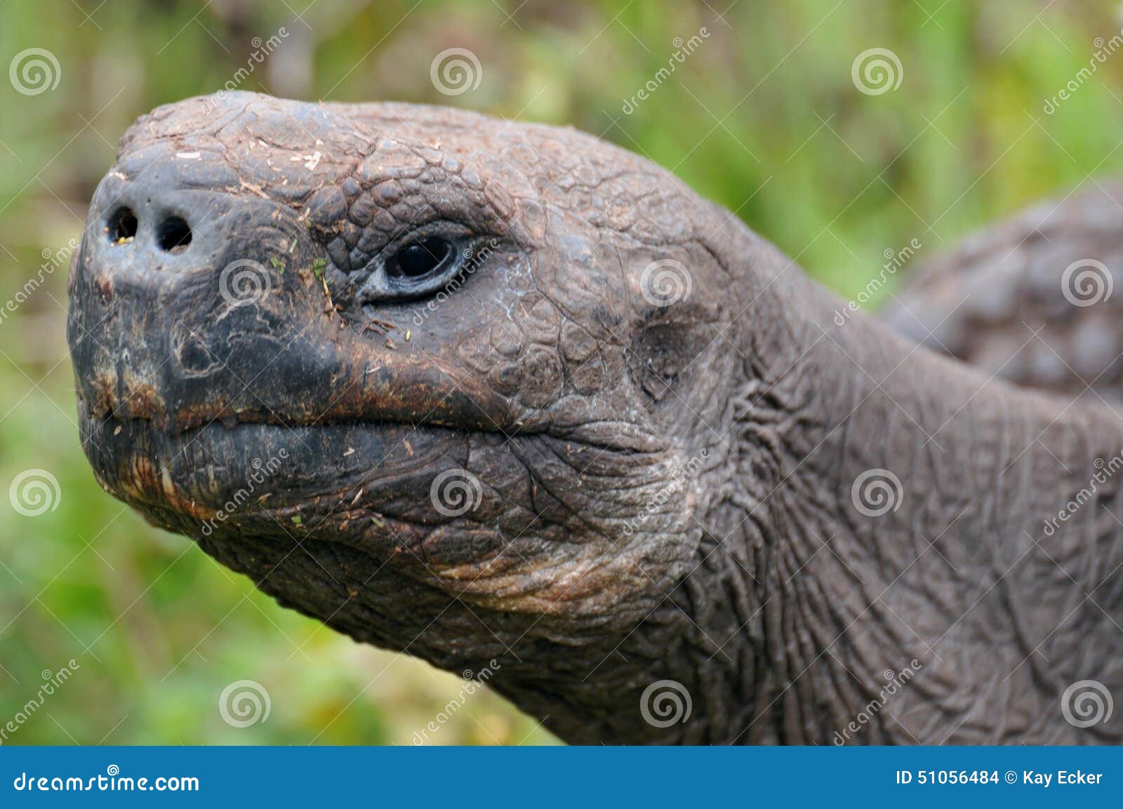 Giant Tortoise Head, Side View. Galapagos, Ecuador Stock Photo - Image ...