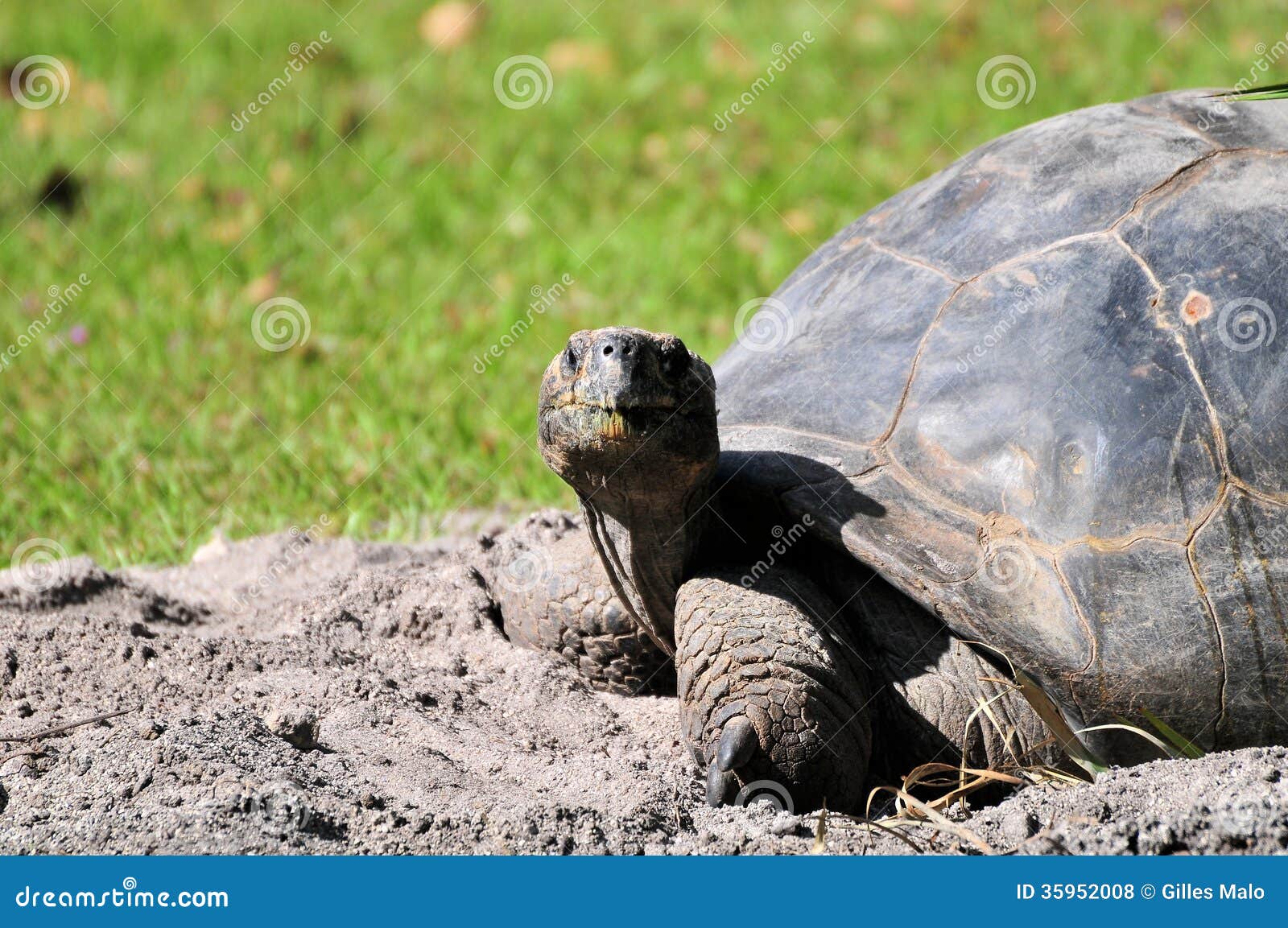 Giant Tortoise Looking at Camera Stock Photo - Image of reptile ...