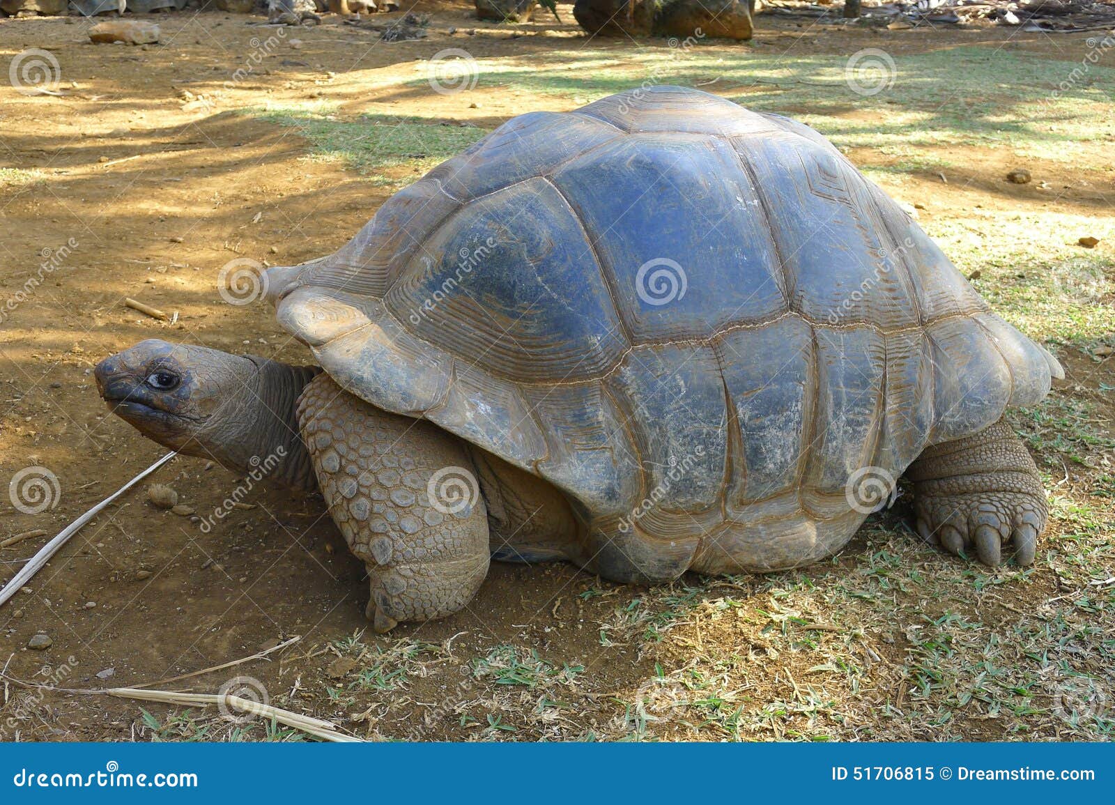 Giant Tortoise at Mauritius Stock Image - Image of tortoise, reptiles ...